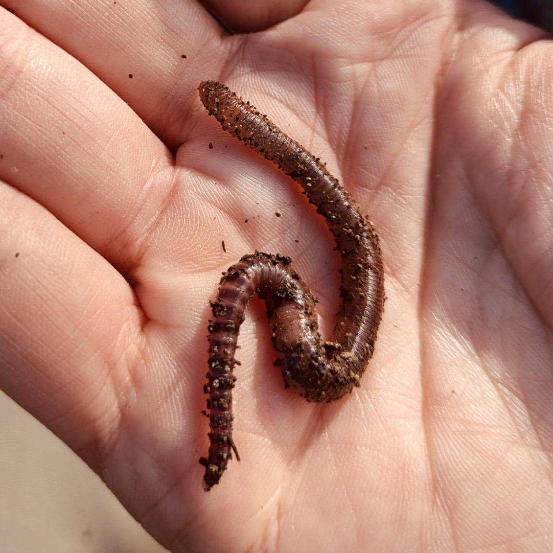 One Week to Go! Audio & worm science on BBC Radio 4